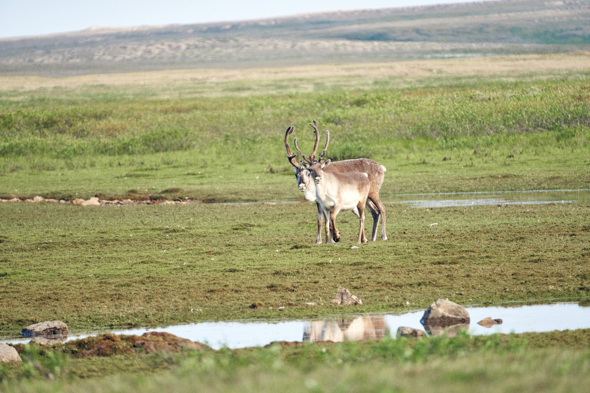 Victoria Island: Expedition zur Third Order Island